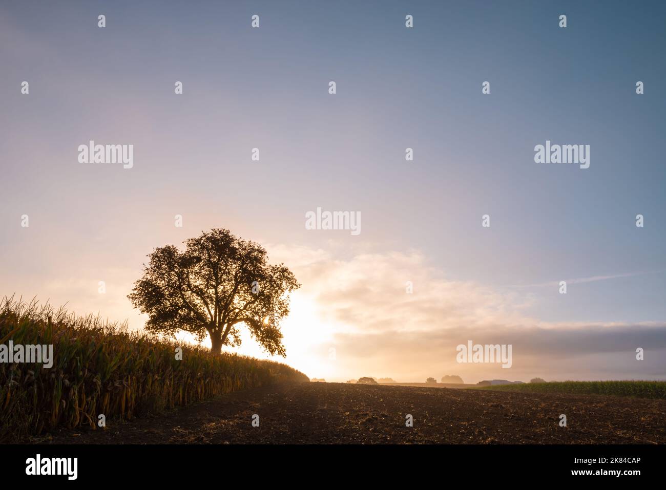 Single oak tree in a field at sunrise Stock Photo - Alamy