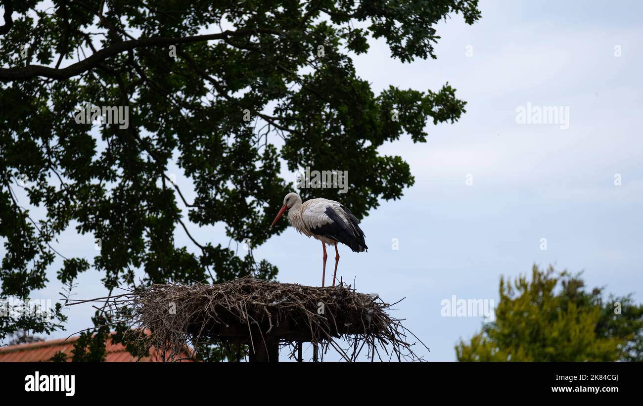 Storks in nest in the park.Black and white large storks close-up in the ...