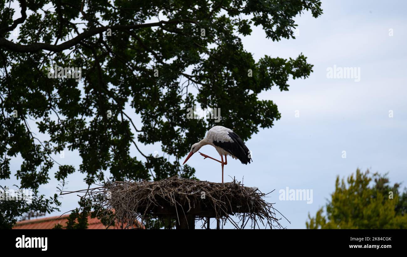 Storks in nest in the park.Black and white large storks close-up in the reserve. Nests for ...