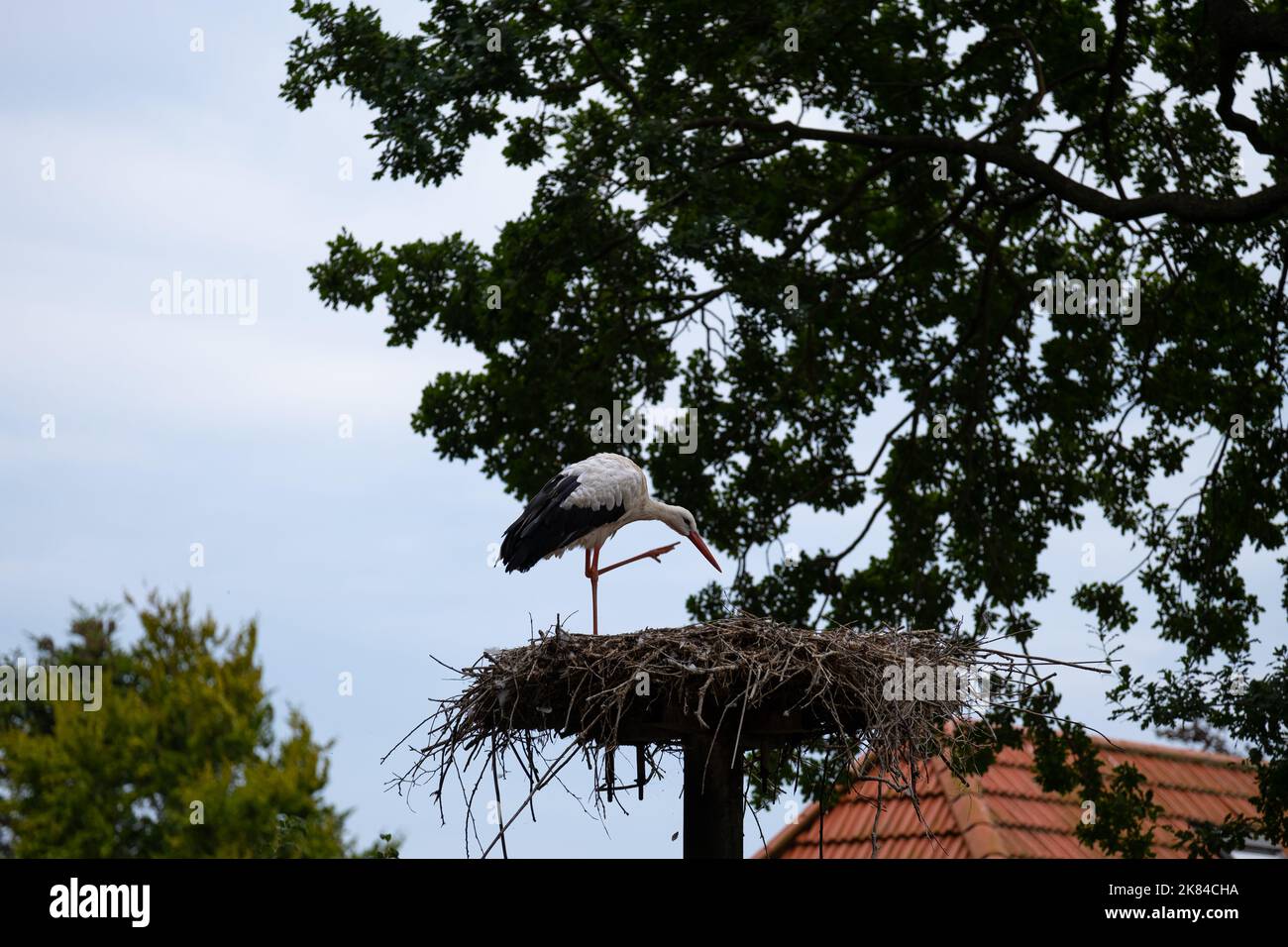 Storks in nest in the park.Black and white storks close-up in the reserve. Nests for storks ...
