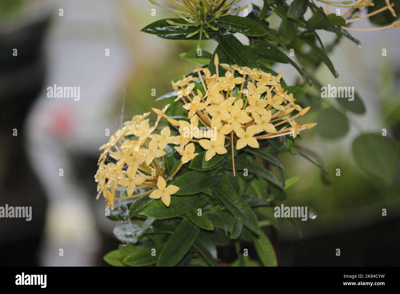 Close up of Ashoka (Saraca asoca) flower in yellow color Stock Photo ...