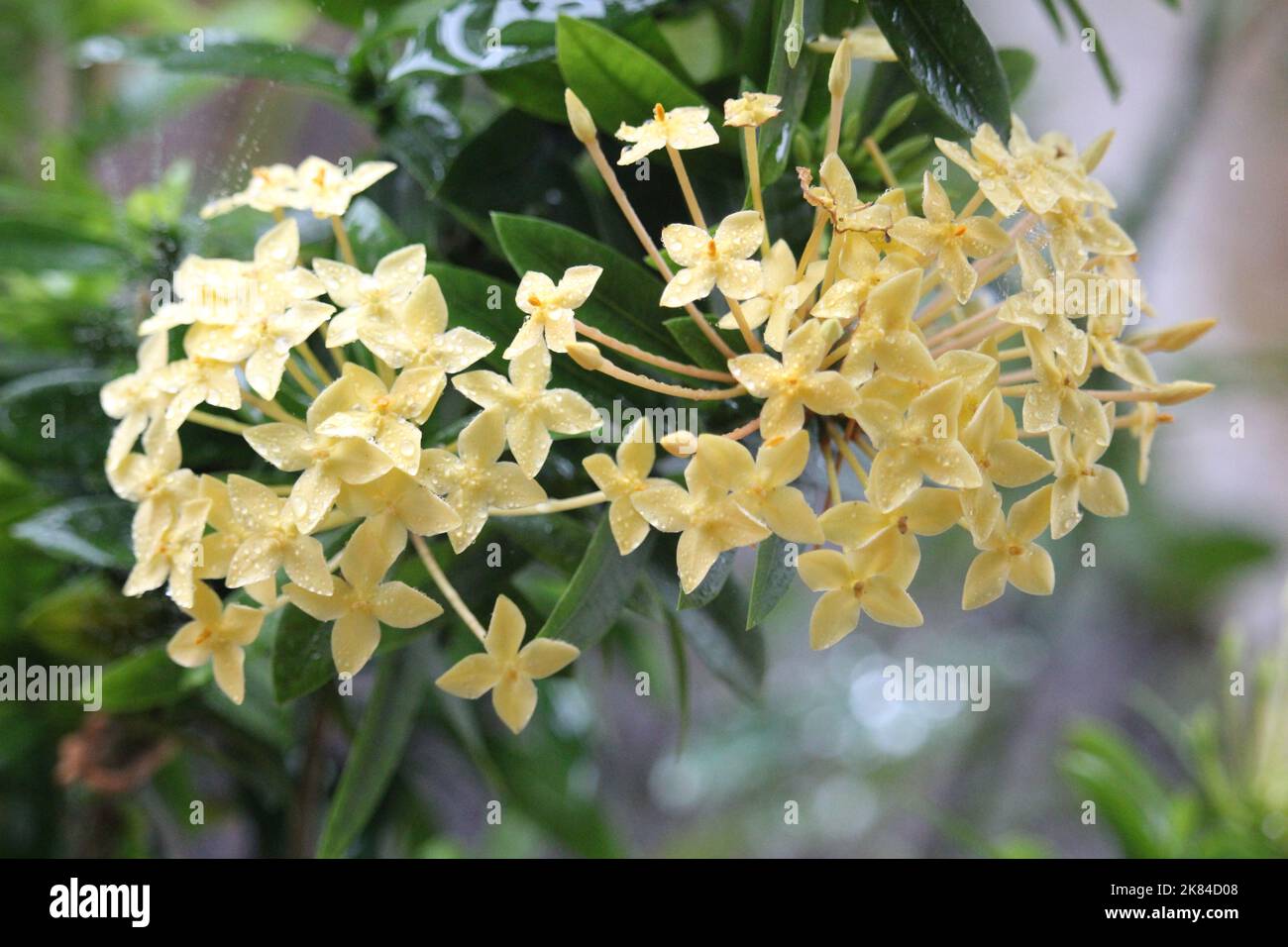 Beautiful bright red ashoka flower hi-res stock photography and images ...