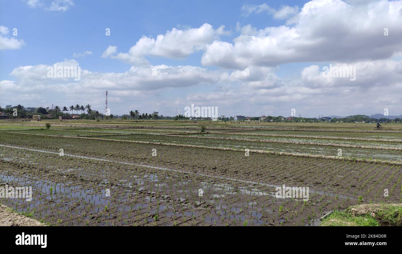 the agricultural fields in the village are cool and beautiful Stock ...