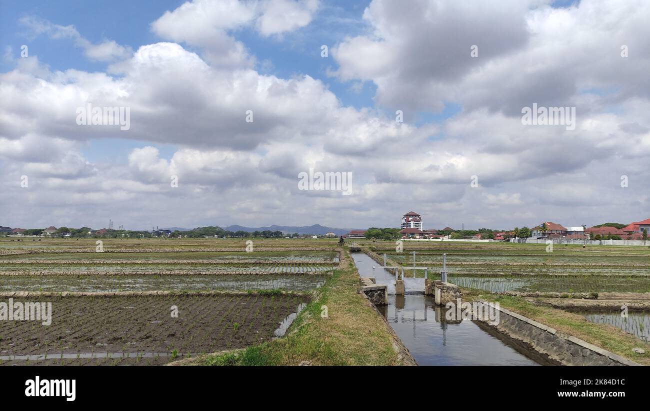 river canals for irrigating rice fields Stock Photo - Alamy