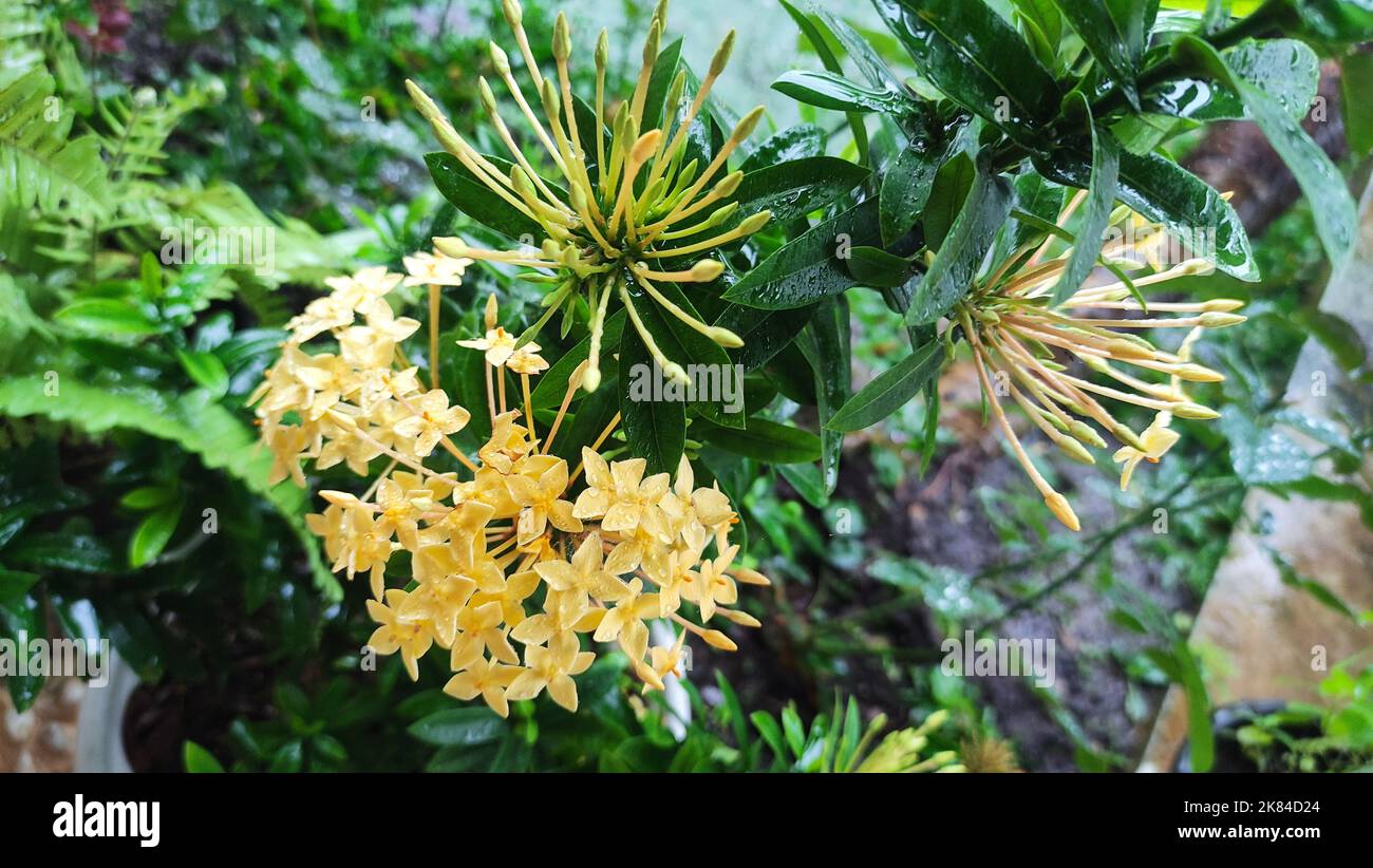Close up of Ashoka (Saraca asoca) flower in yellow color Stock Photo ...