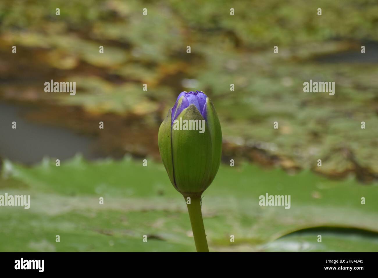 Lotus lily queensland australia hi-res stock photography and images - Alamy