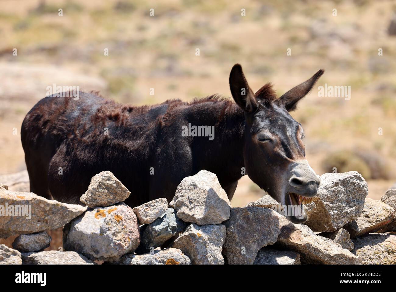 Old donkey neighing Stock Photo - Alamy