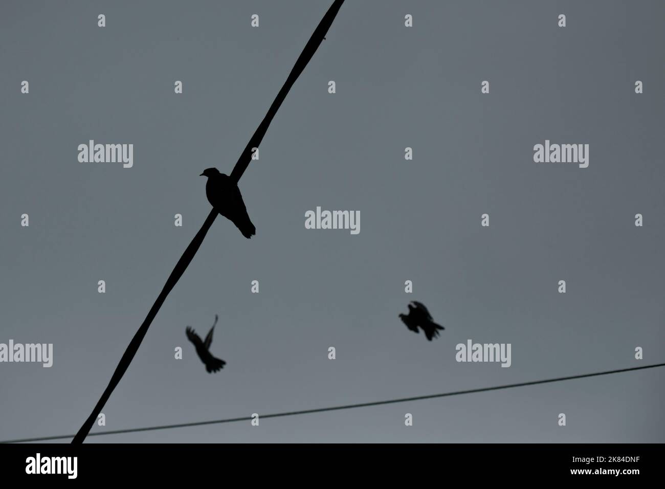 Pigeons on wire on grey day. Birds sit on cord. Grey sky. Cloudy ...