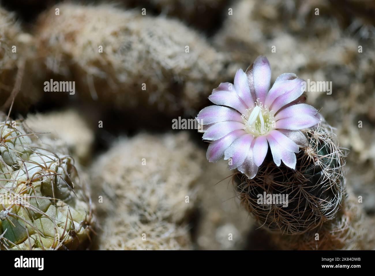 Miniature pink cactus flower hi-res stock photography and images - Alamy