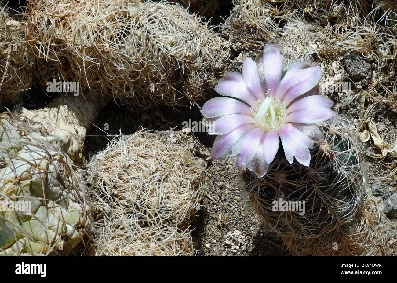 Botany cactaceae miniature hi-res stock photography and images - Alamy