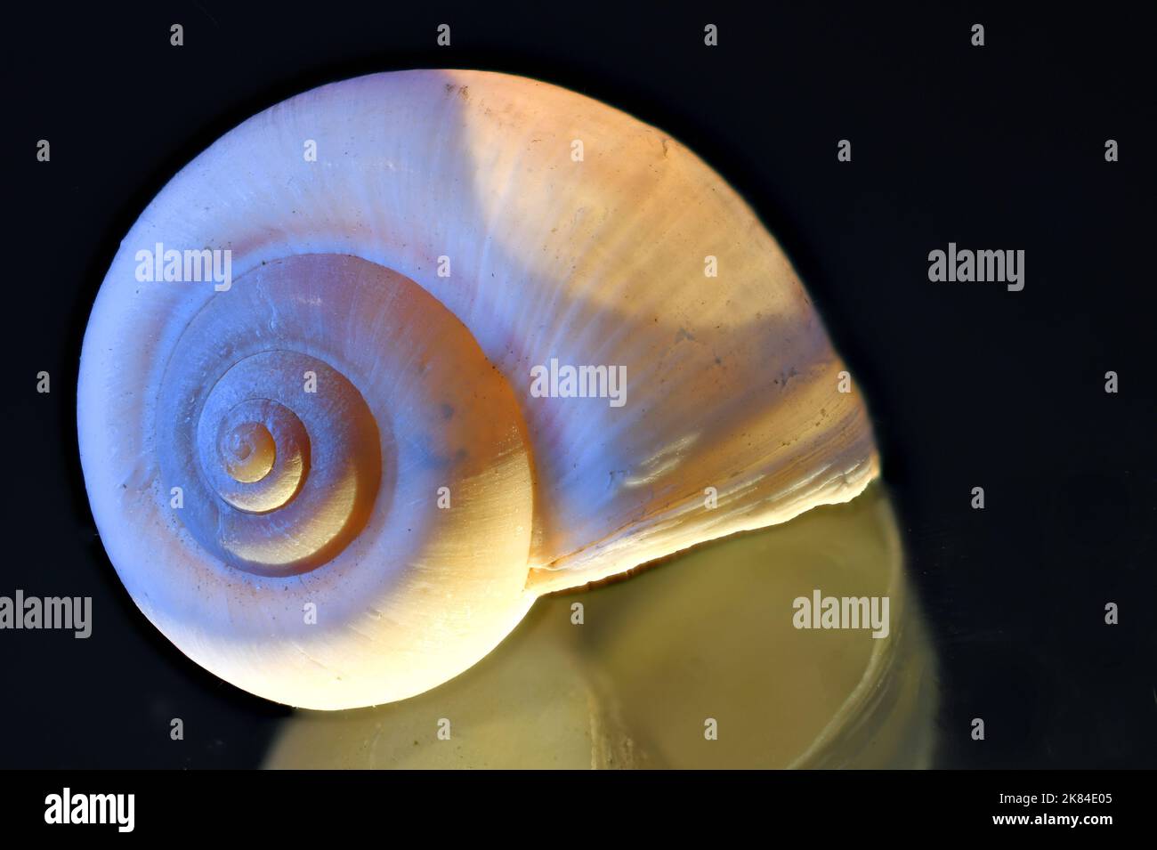 Colorful snail hi-res stock photography and images - Alamy