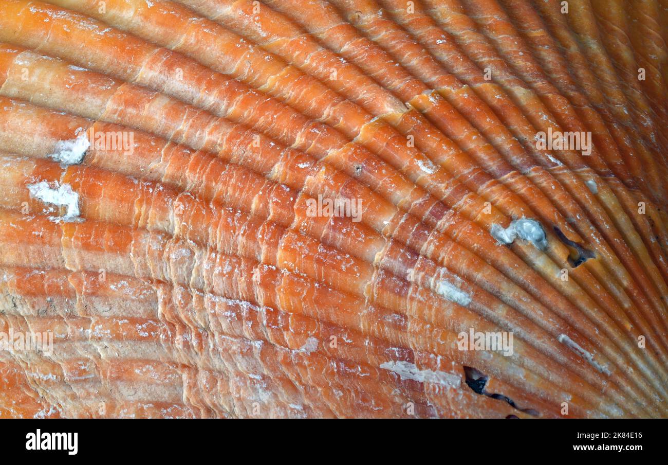 Scallop underwater shell hi-res stock photography and images - Alamy