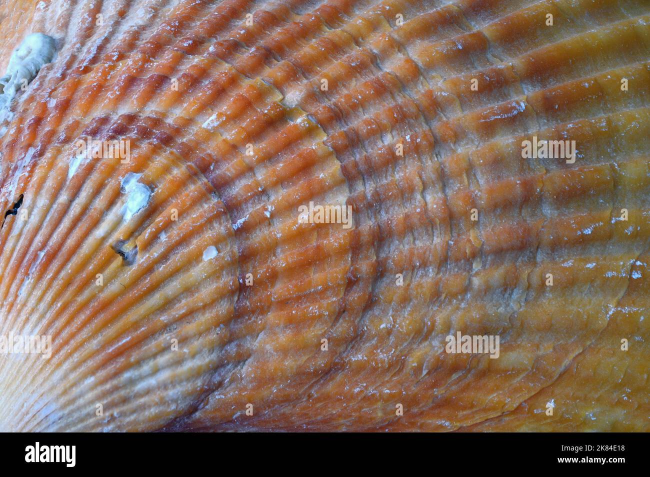 Scallop underwater shell hi-res stock photography and images - Alamy