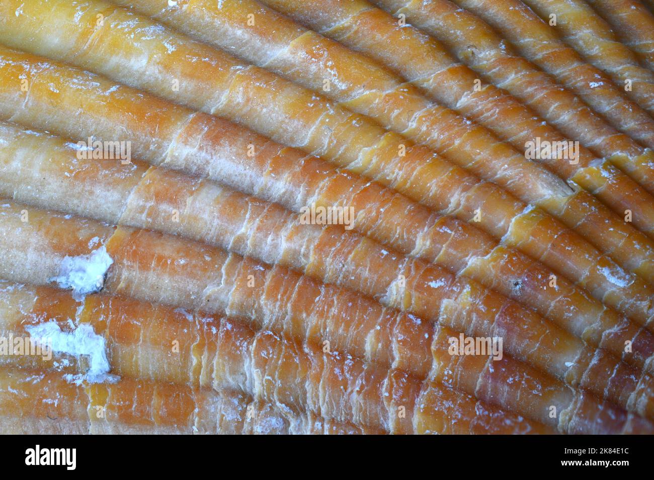 Scallop underwater shell hi-res stock photography and images - Alamy