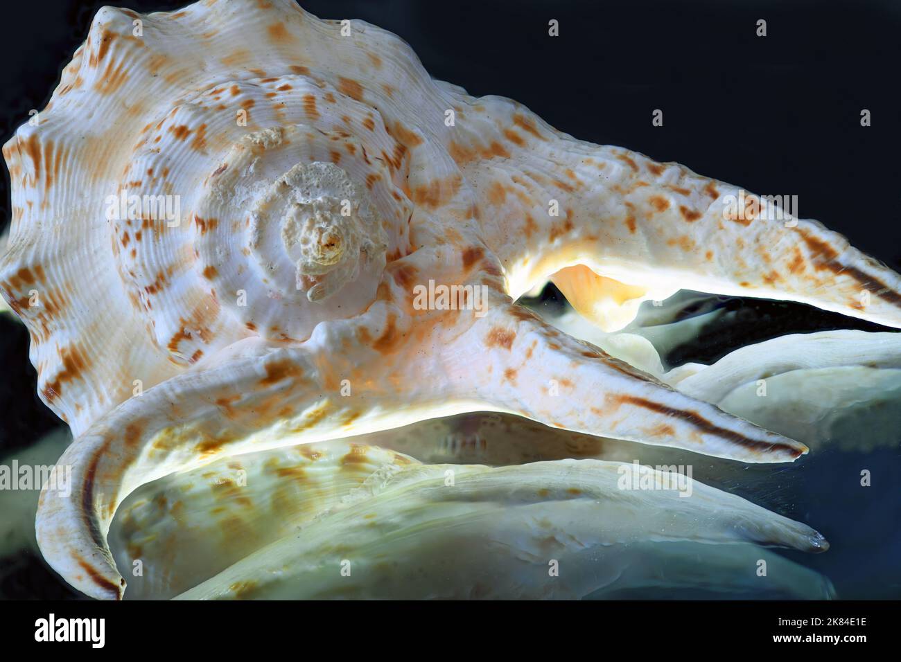 Spider conch seashell hi-res stock photography and images - Alamy
