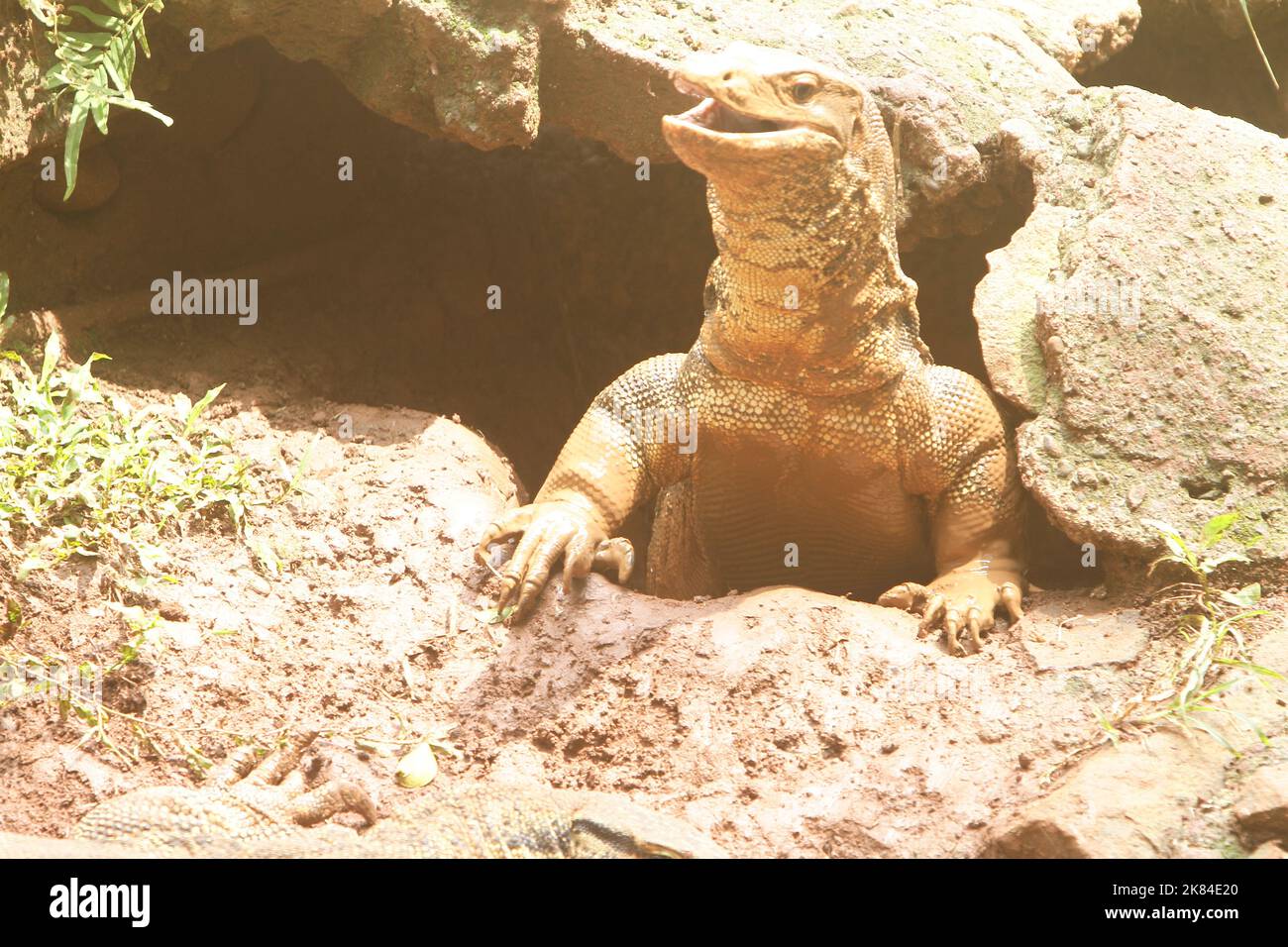 a dragon looking around Stock Photo - Alamy