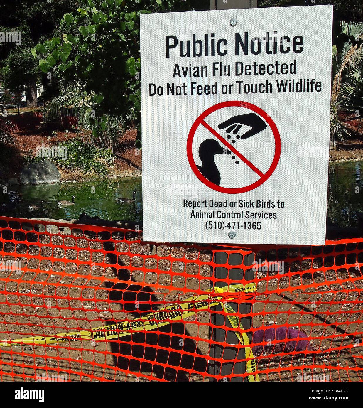 Disease of birds hi-res stock photography and images - Alamy