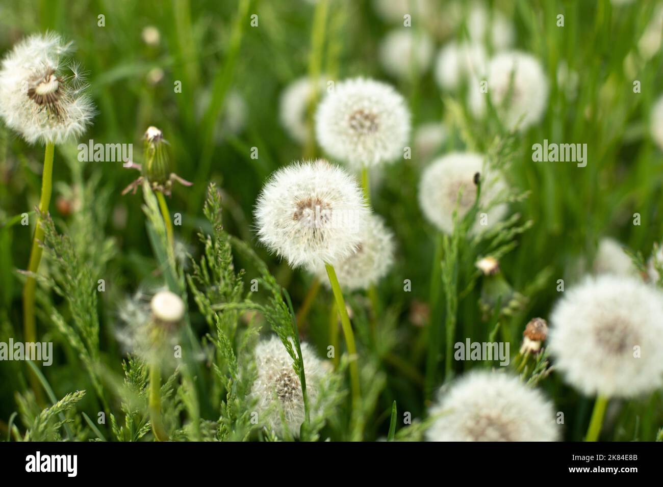 Dandelions in field. Plant in spring. Details of summer nature ...