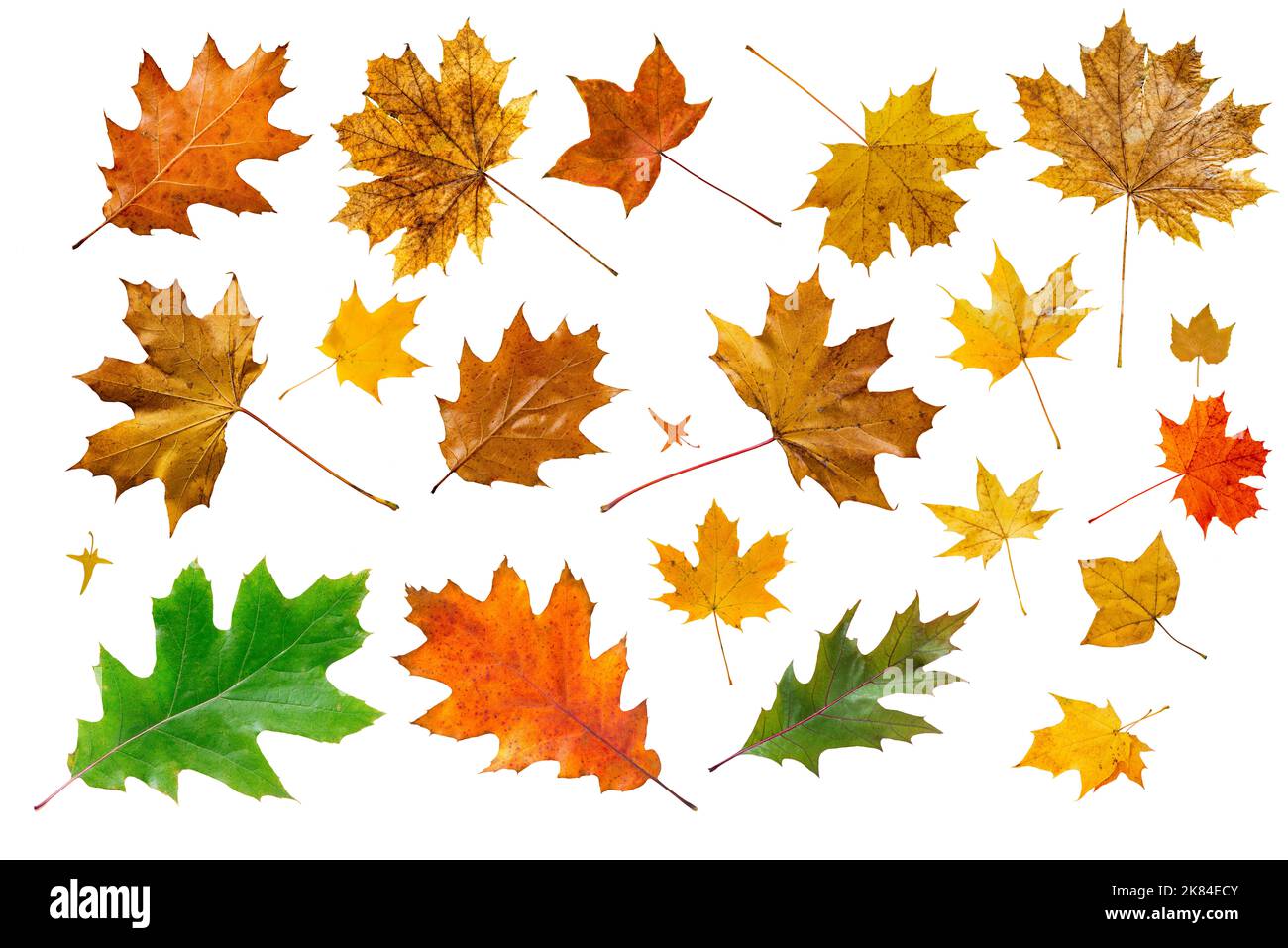Set of colorful maple leaves isolated on white Stock Photo - Alamy