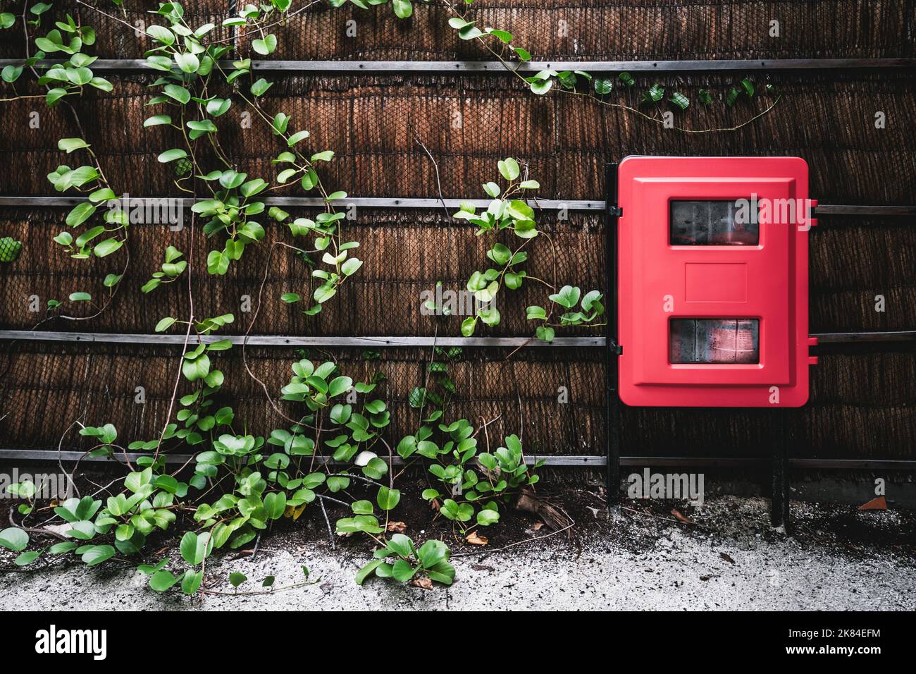 An iron mesh wall with horizontal metal bearings overgrown with ivy ...