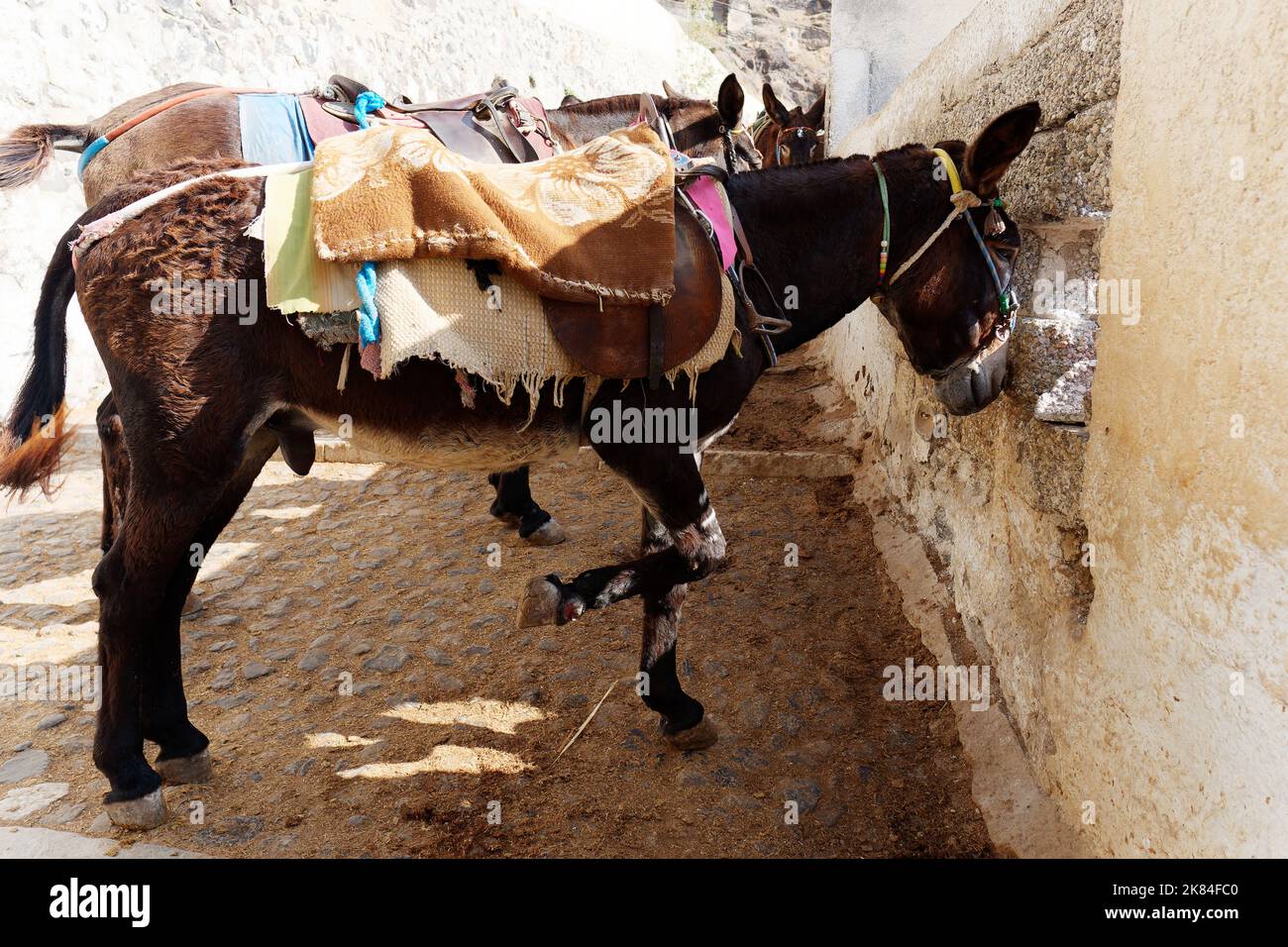 Donkeys in Fira. They are used to take tourists from the Old Port to ...