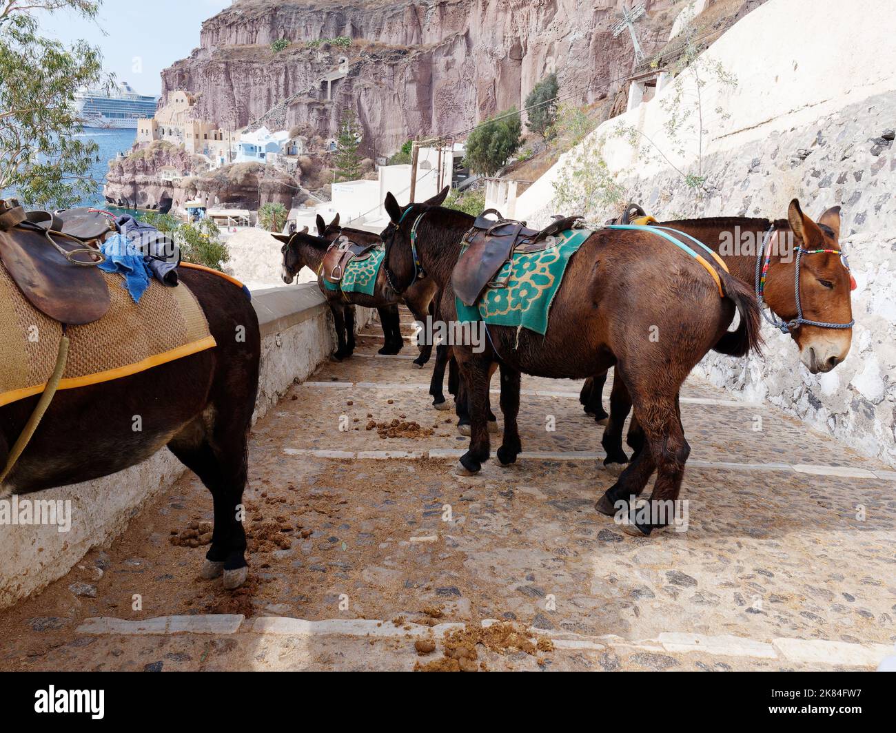 Donkeys in Fira with the Old Port behind They are used to take tourists ...
