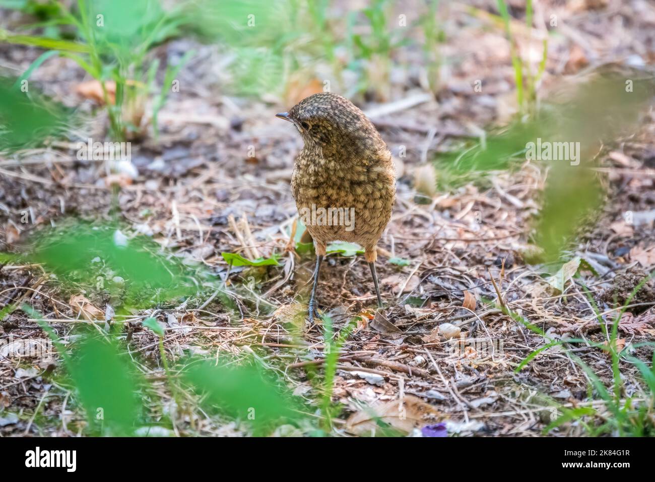 The common redstart, Phoenicurus phoenicurus, young bird, is sitting on ...