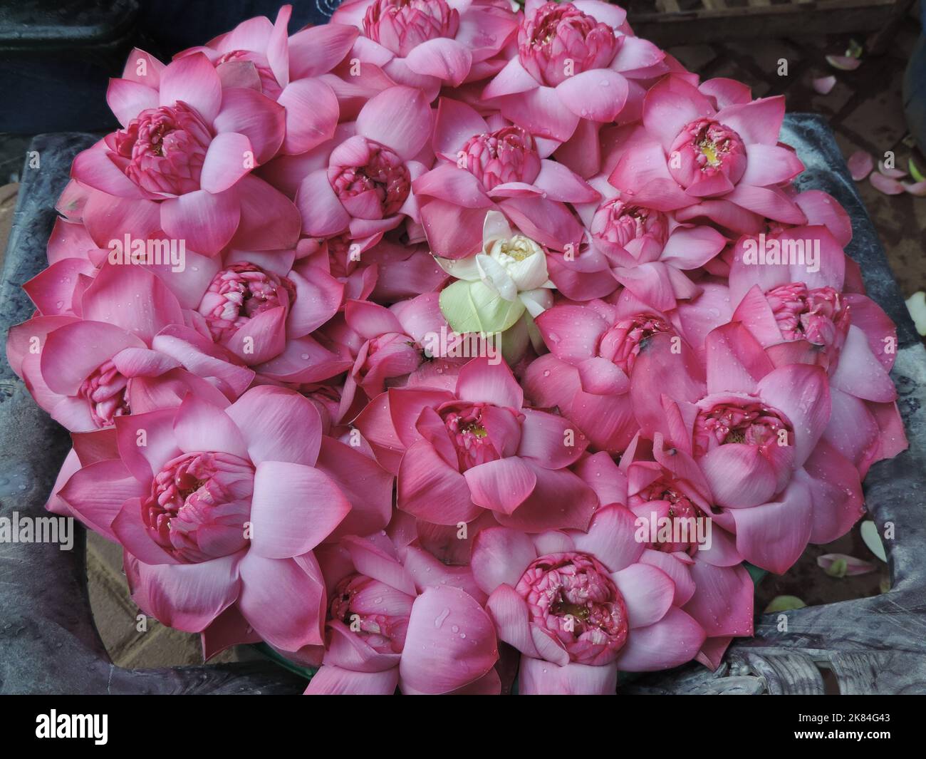 Beautiful flowers in Sri Lanka Stock Photo - Alamy