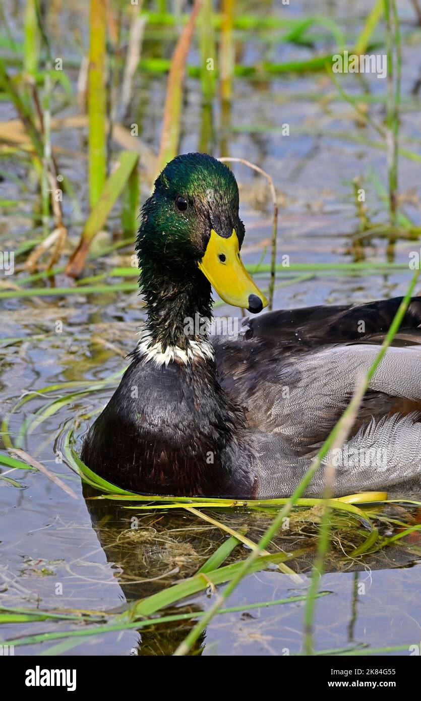 A close up image of a male mallard duck "Anas platyrhynchos", swimming ...