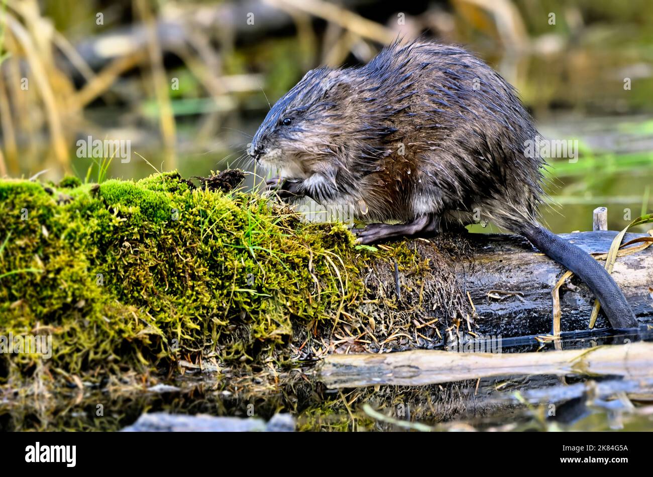 Rural alberta hi-res stock photography and images - Alamy