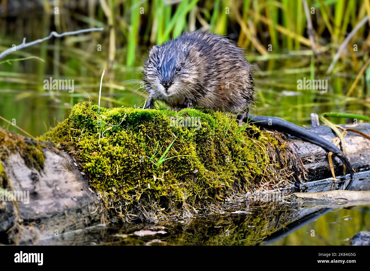Foraging for water plants hi-res stock photography and images - Alamy