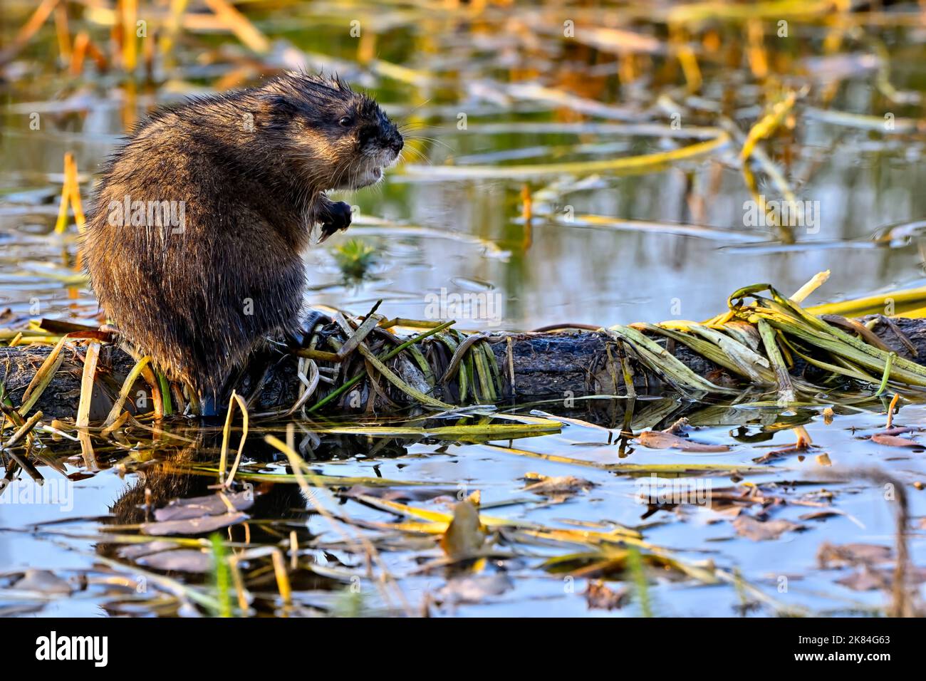 A wild Muskrat "Ondatra zibethicus", foraging on a log in a marshy area ...