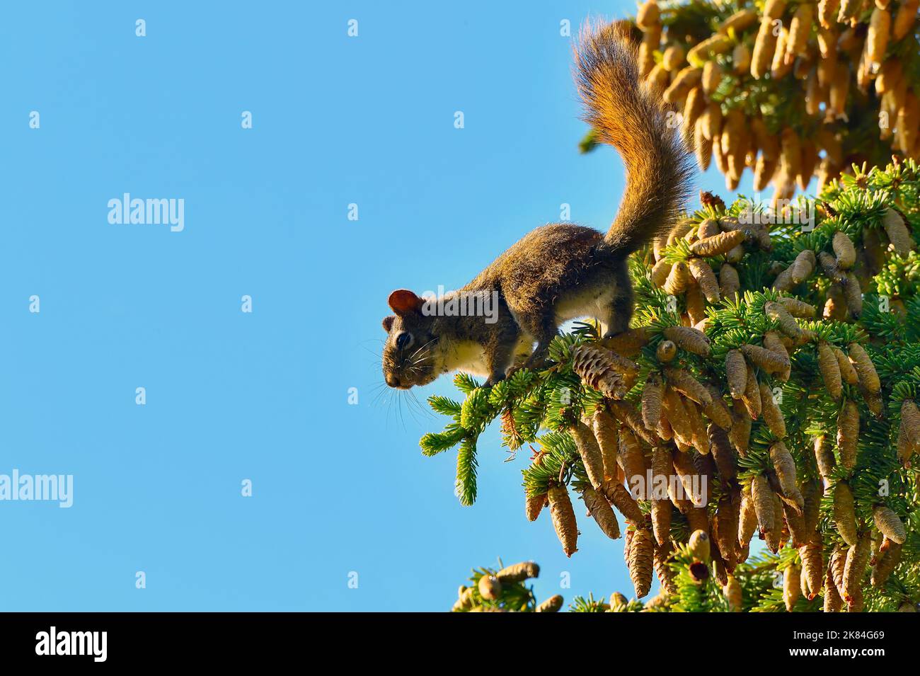 A wild red squirrel " Tamiasciurus hudsonicus", checking out the spruce ...