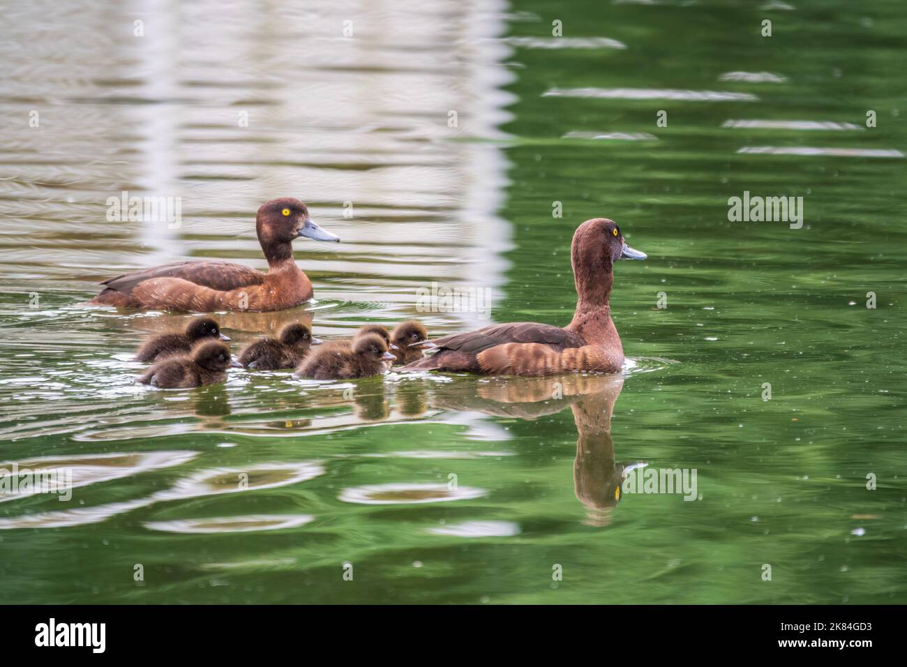Tufted duck Family swims with their ducklings in green lake water. A ...
