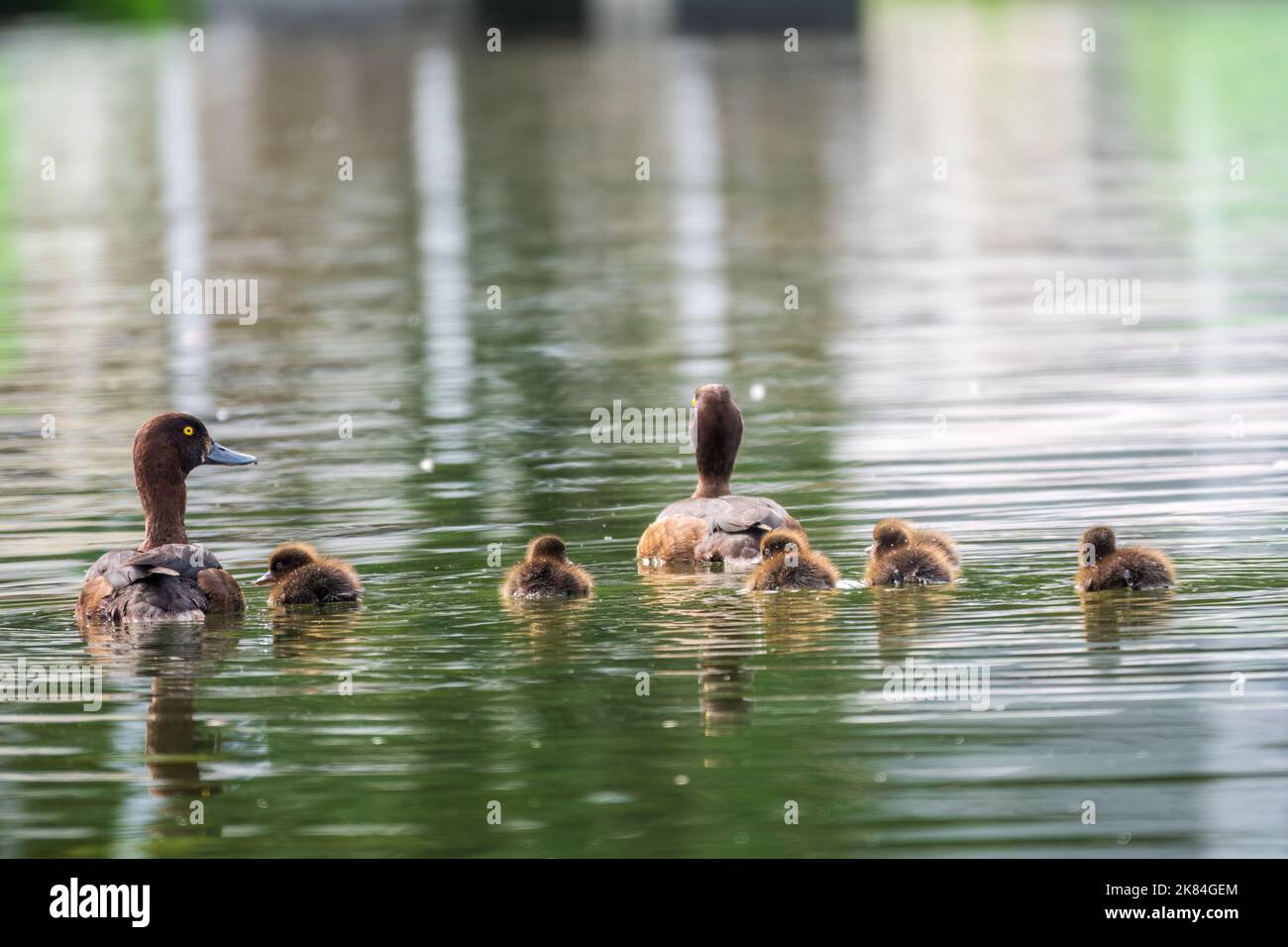 Tufted duck Family swims with their ducklings in green lake water. A ...