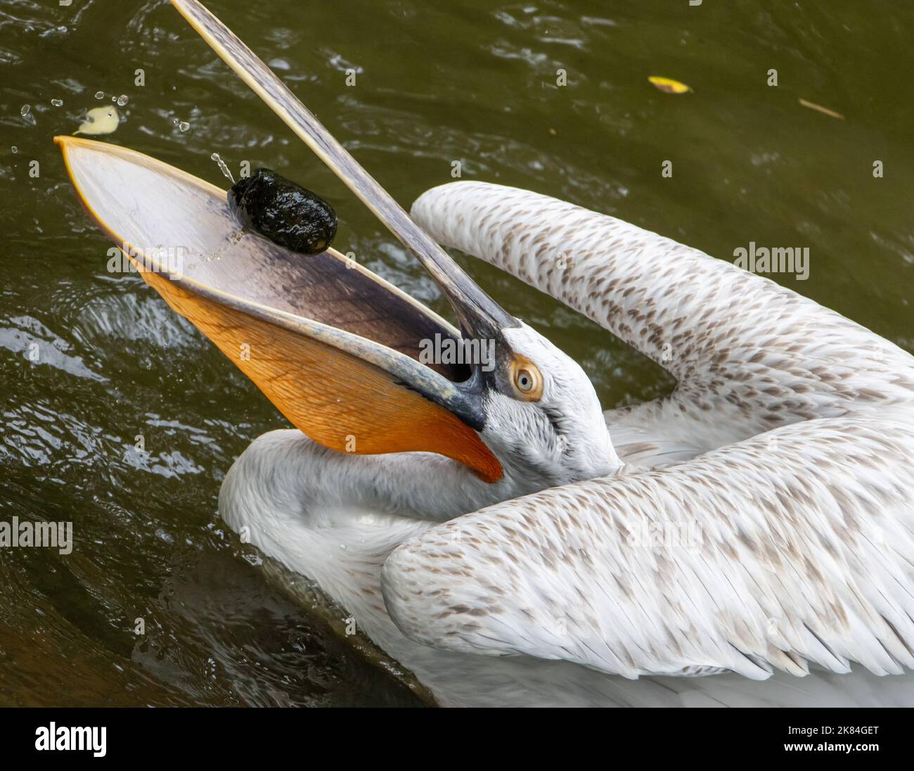 The Dalmatian pelican (Pelecanus crispus) throwing a stone inside his a ...