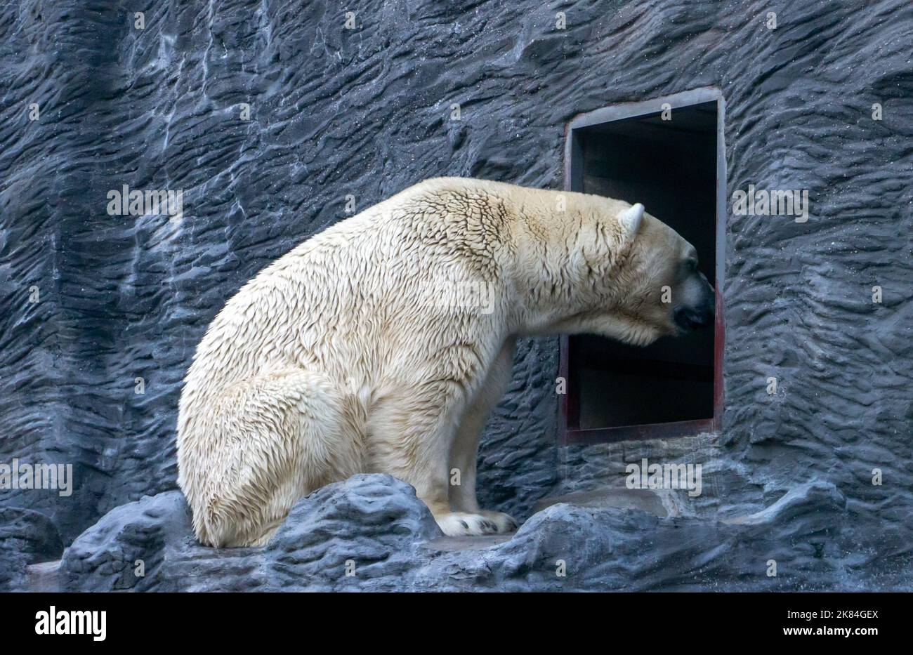 A polar bear looks inside the cage entrance Stock Photo - Alamy
