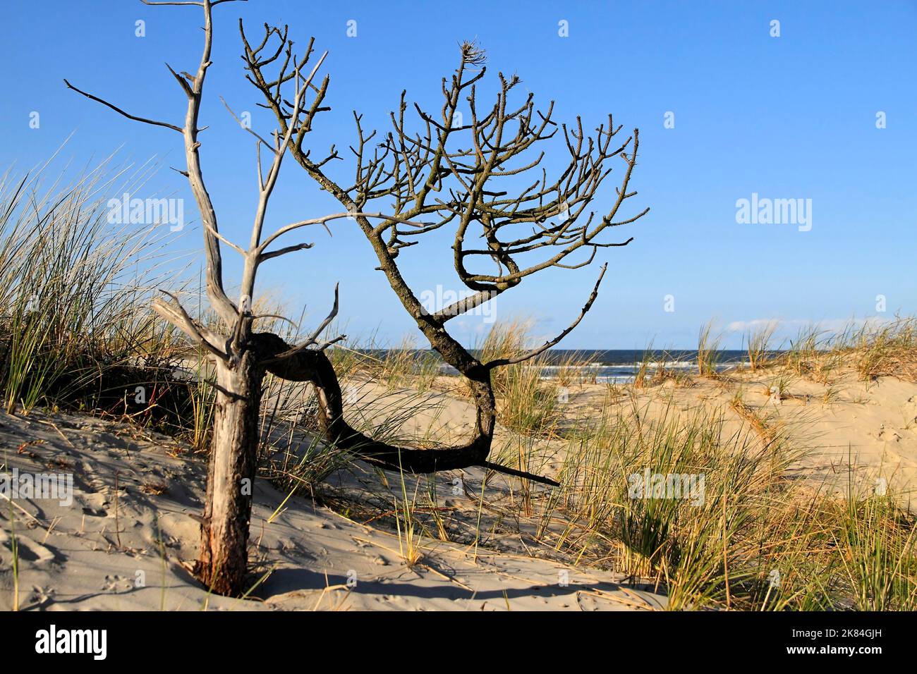 Dead Coastal Tree in Sand Dune, Island of Juist, Germany Stock Photo ...