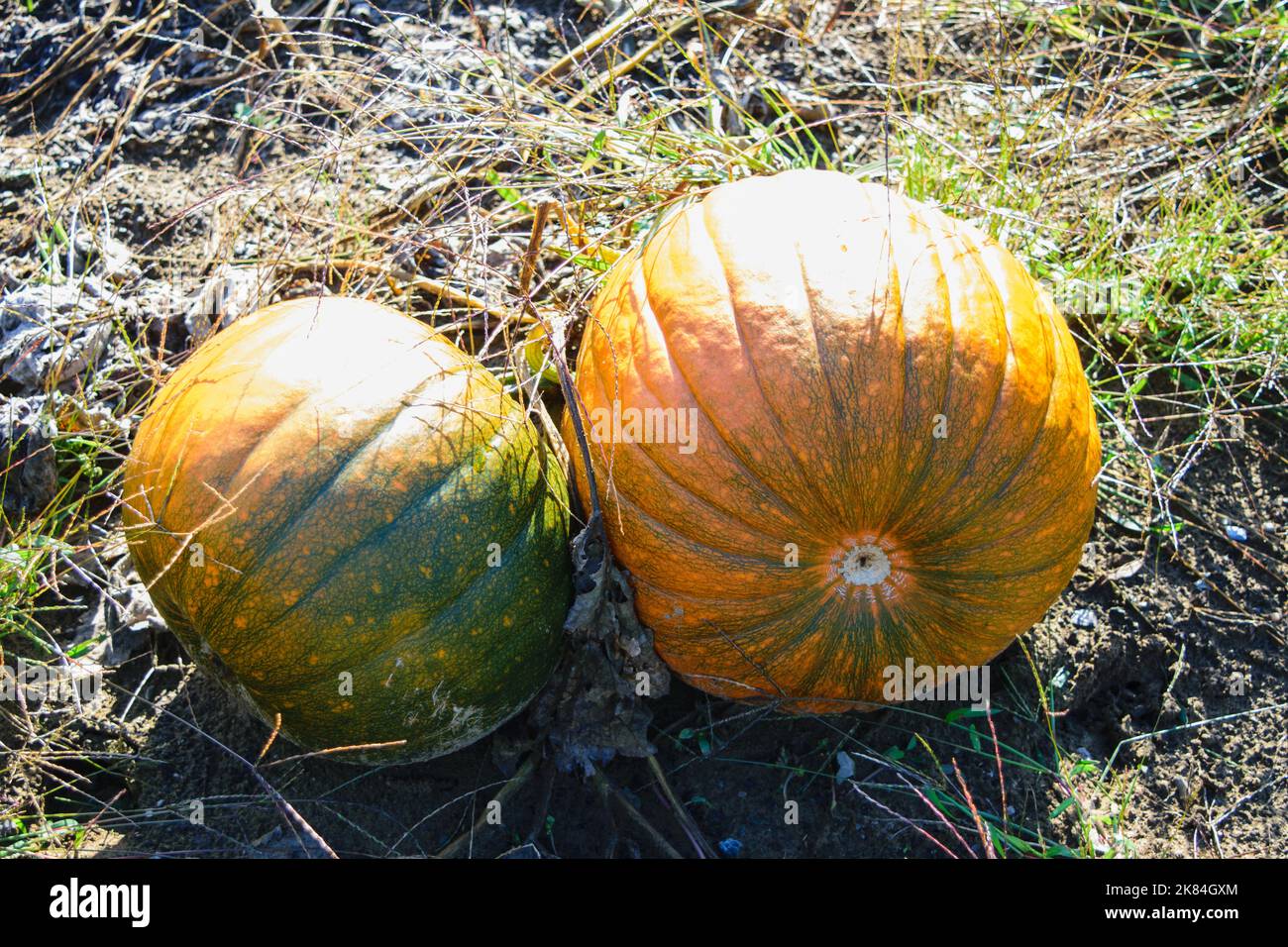 Showing orange pumpkin sitting hi-res stock photography and images - Alamy