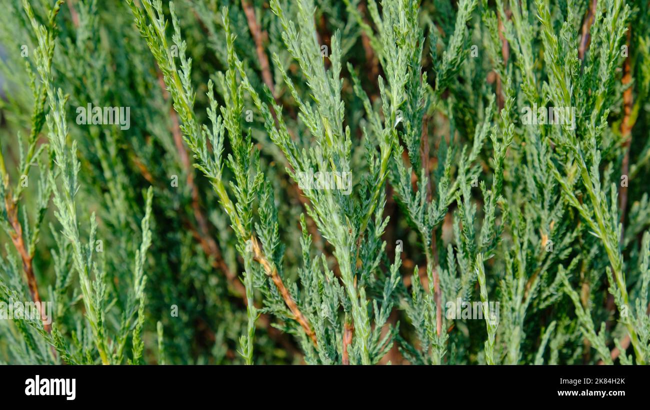 Juniper hedge texture as coniferous natural textured background Stock Photo - Alamy