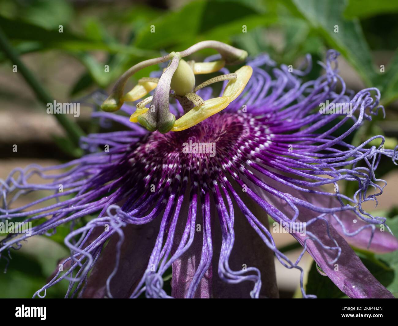 Extreme close up of an amethyst passionflower with yellow anthers and ...