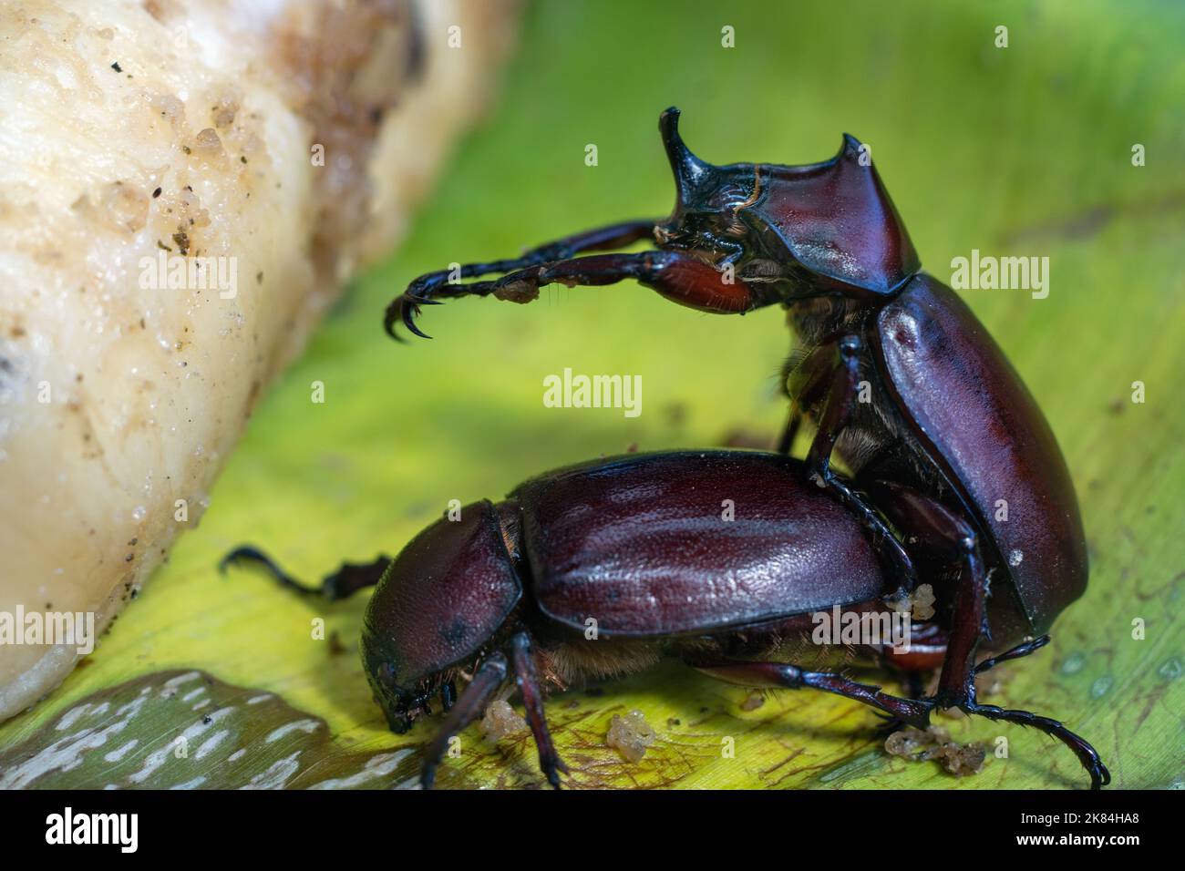 Beetle mating season hi-res stock photography and images - Alamy