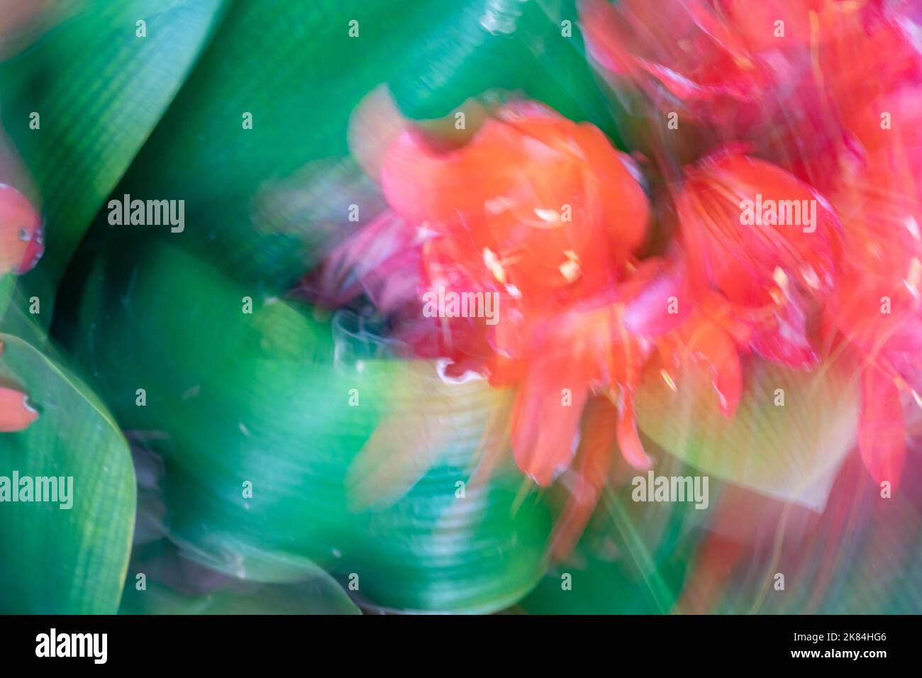 Nature floral abstract colourful whirling effect plants in motion and ...