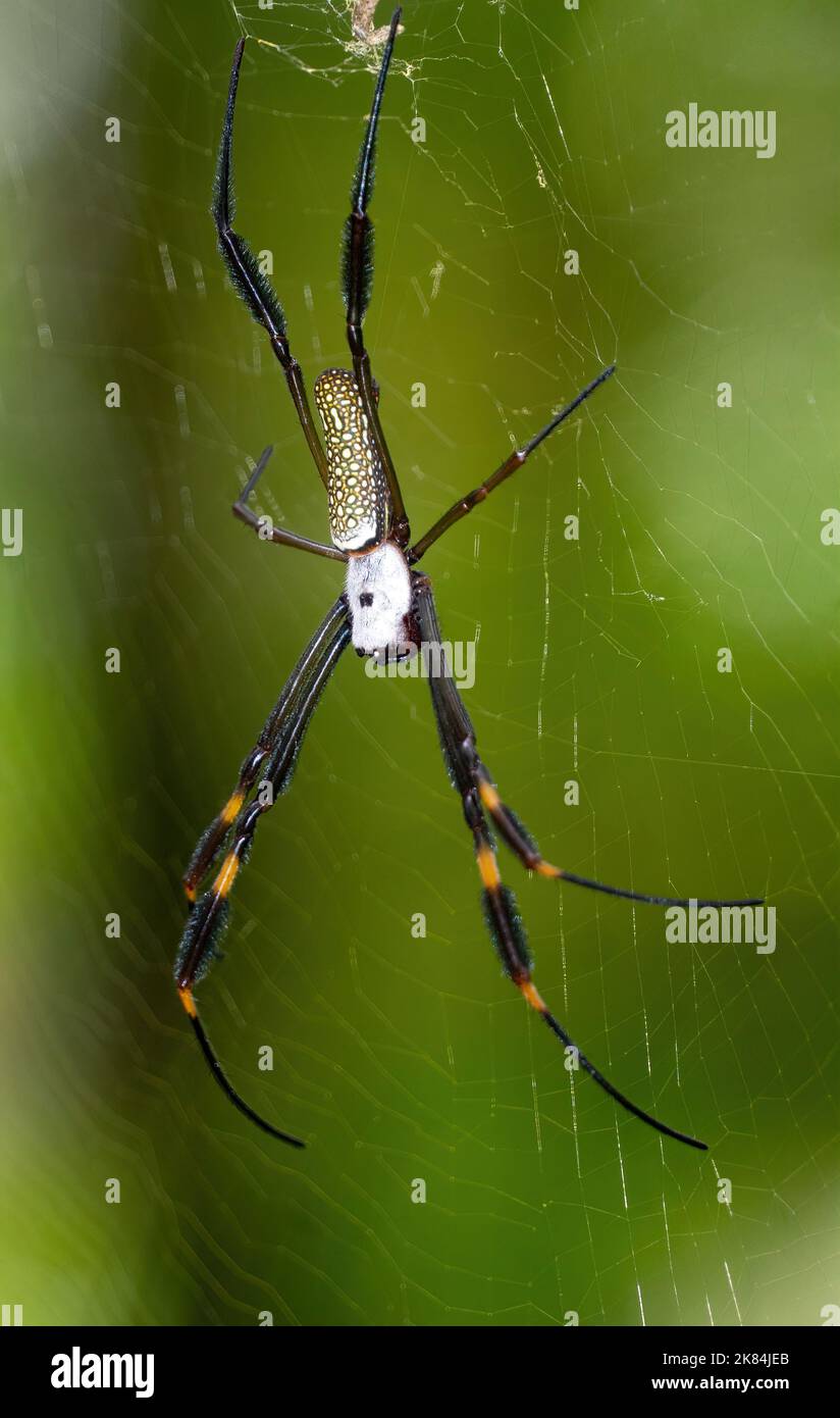 Large colorful spider in its web, common in warm regions of the ...