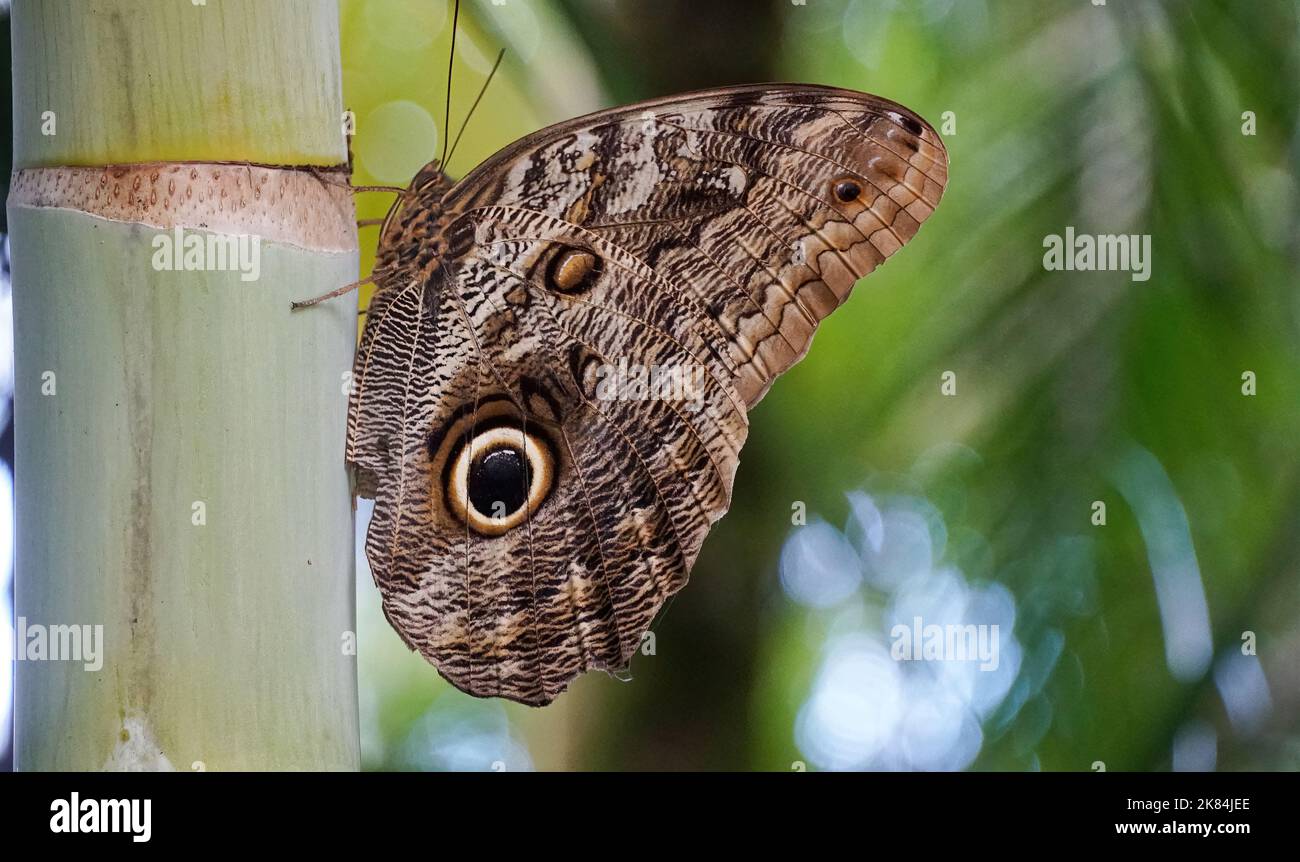 The owl butterfly, which has this name because it resembles the face of ...