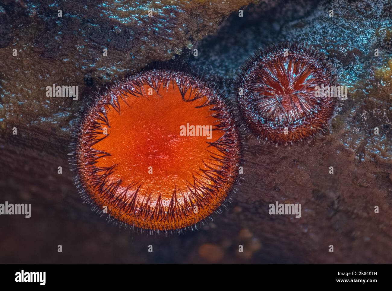 Scutellinia scutellata, common eyelash, Molly eye-winker, scarlet elf ...