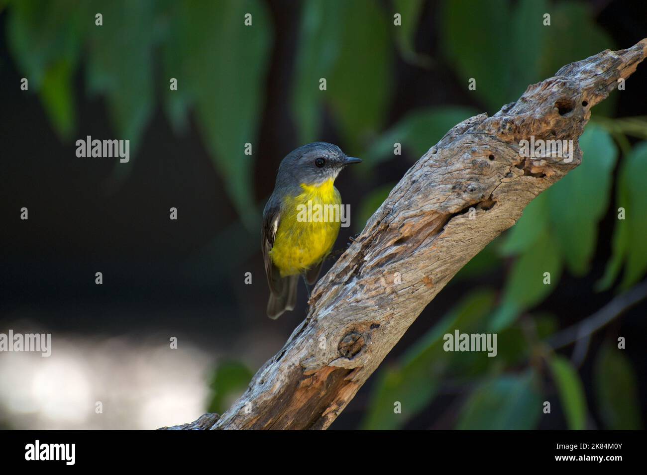 Eastern Yellow Robins (Eopsaltria Australis) are very cheeky - and one ...