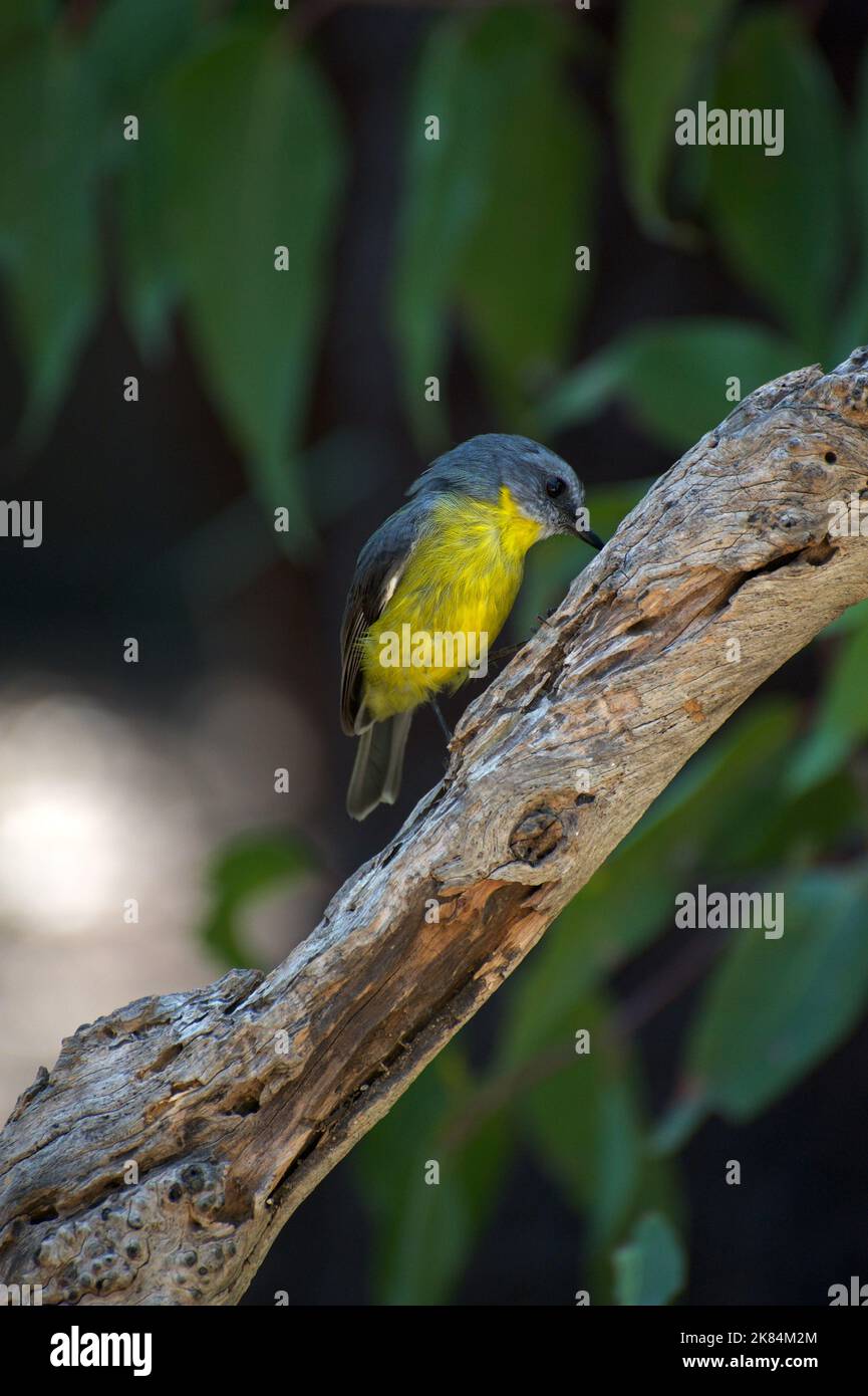 Eastern Yellow Robins (Eopsaltria Australis) are very cheeky - and one ...