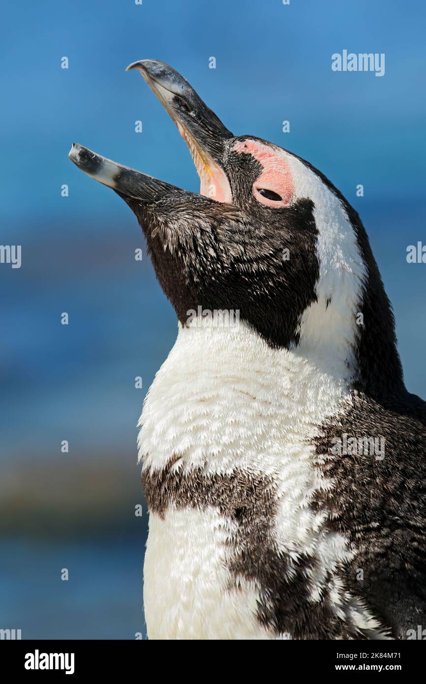 Portrait of an endangered African penguin (Spheniscus demersus), South ...