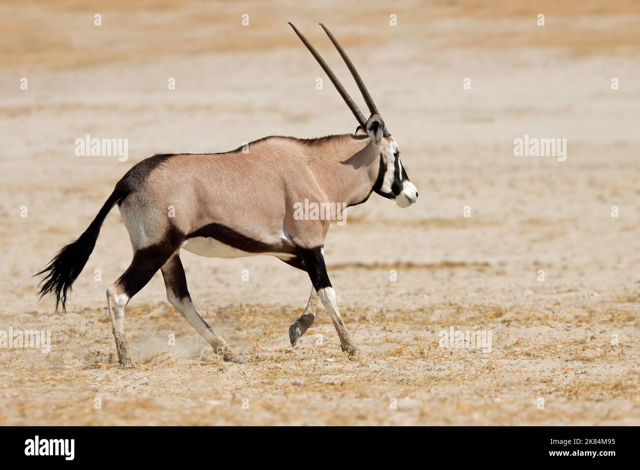 A gemsbok antelope (Oryx gazella) running on arid plains, Etosha ...